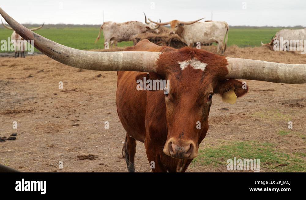 Texas Longhorn beef cattle cow in the pasture, walking up to the camera ...