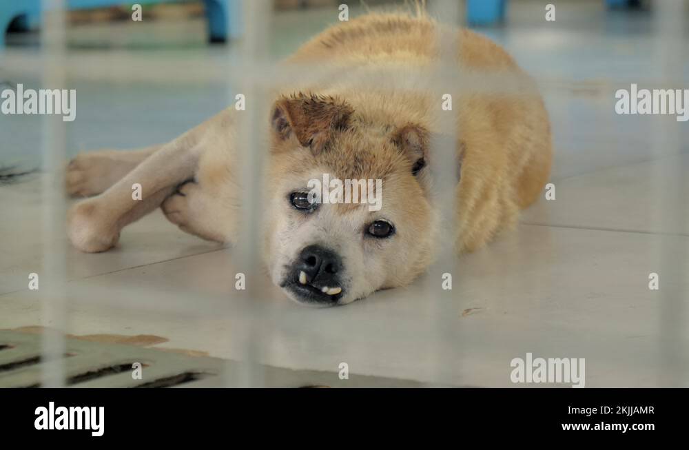 Portrait of sad mixed breed dog behind the fences. Dog in a shelter or ...