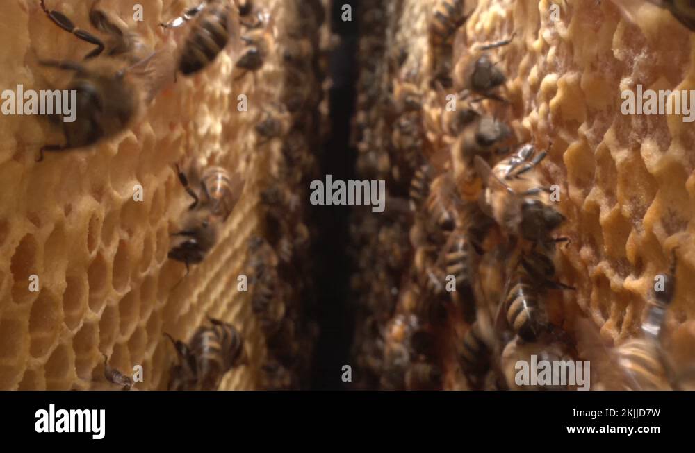 Inside honey bee hive Stock Videos & Footage - HD and 4K Video Clips ...