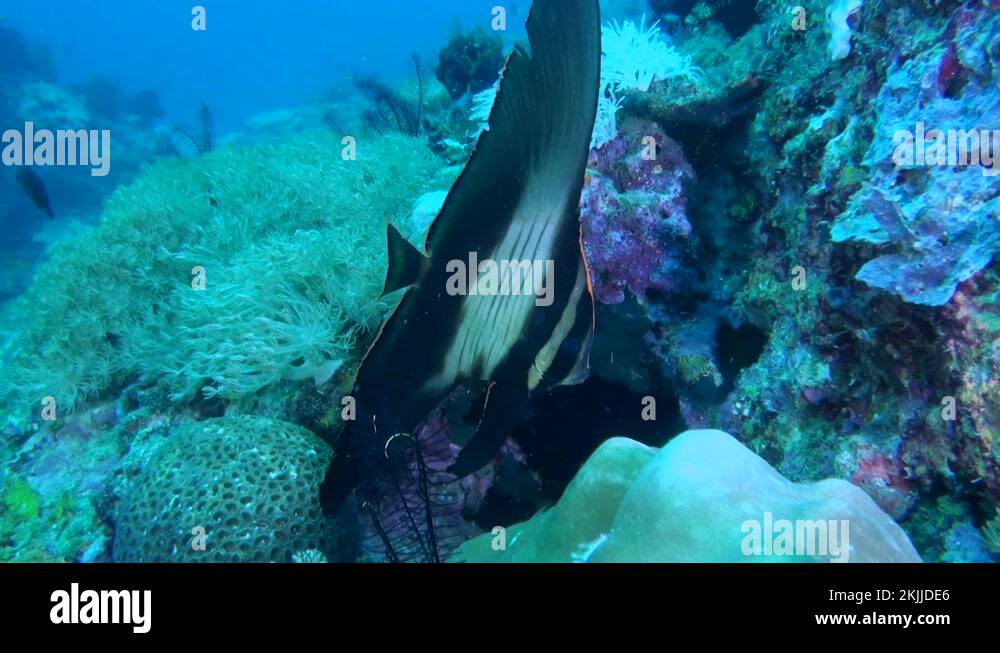 Platax pinnatus Stock Videos & Footage - HD and 4K Video Clips - Alamy