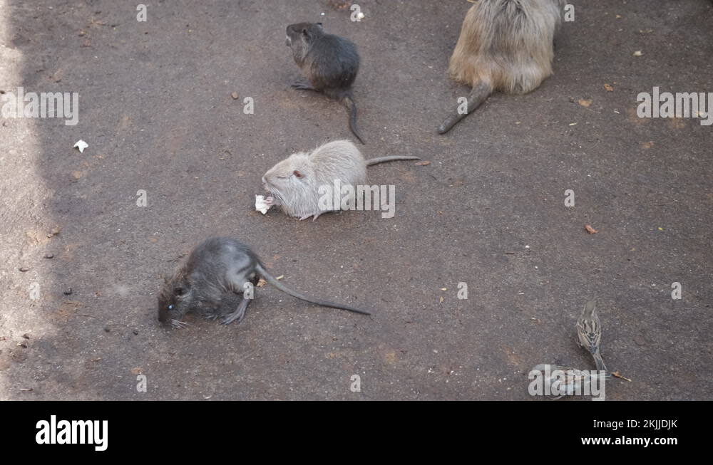 Muskrat family Stock Videos & Footage - HD and 4K Video Clips - Alamy