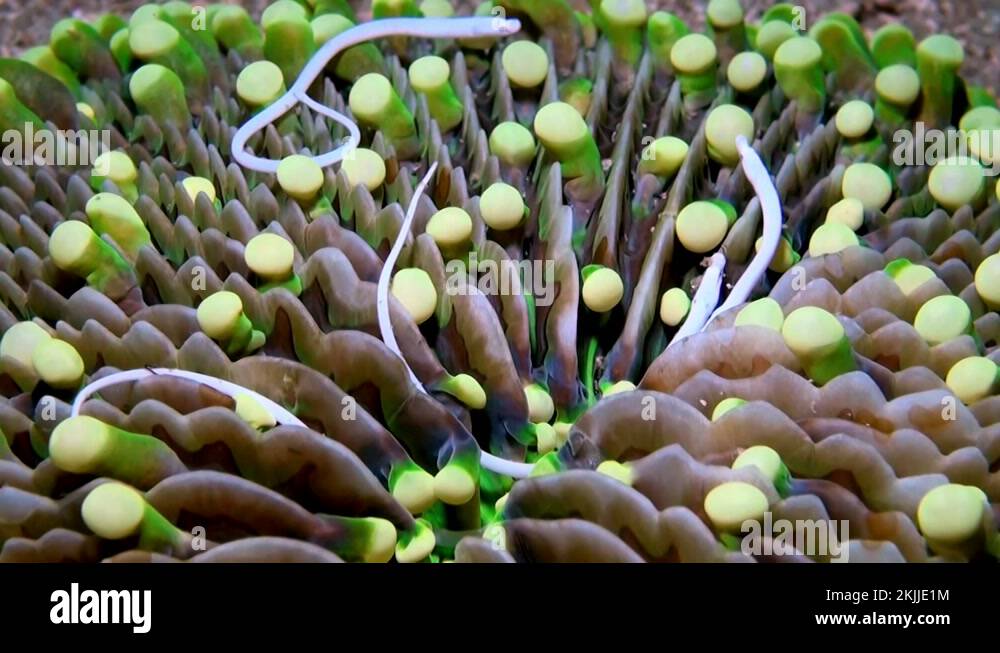 Coral pipefish Stock Videos & Footage - HD and 4K Video Clips - Alamy