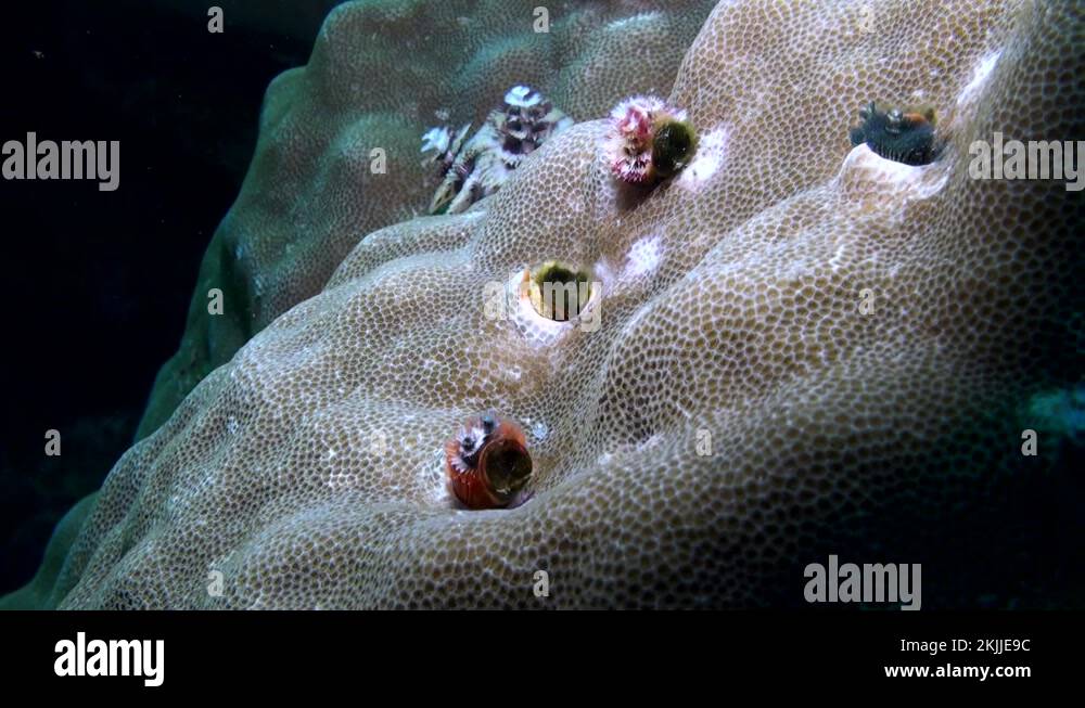 Spirobranchus giganteus Stock Videos & Footage - HD and 4K Video Clips ...