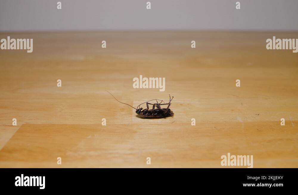 Insect cockroach roach Stock Videos & Footage - HD and 4K Video Clips ...