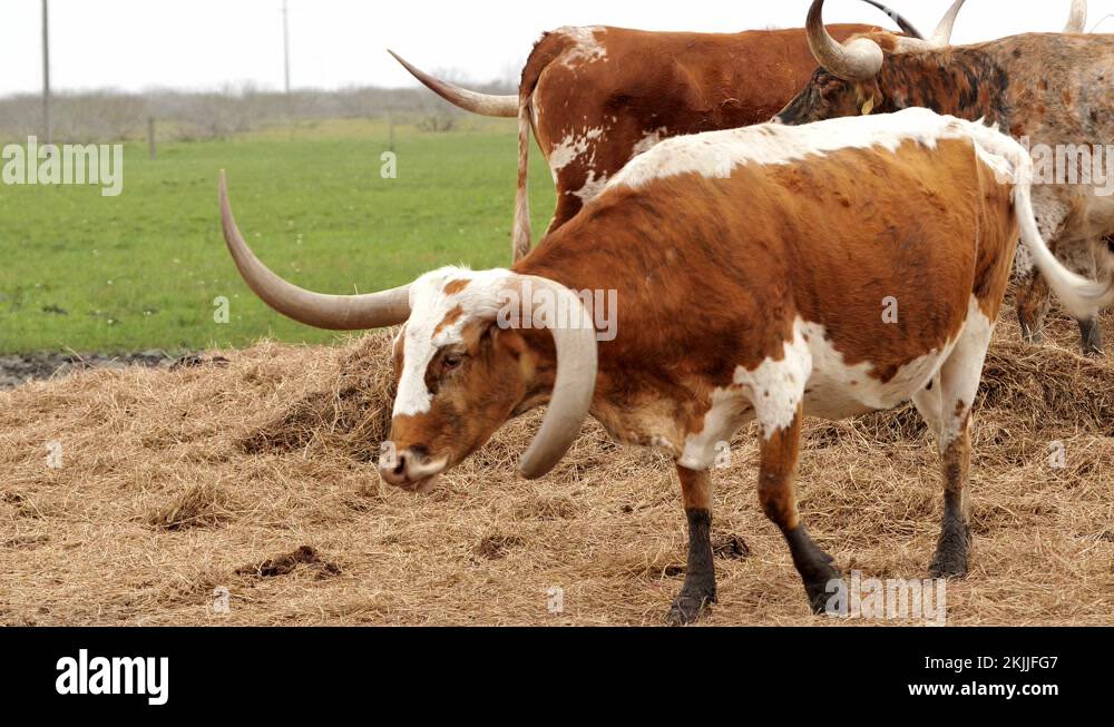 Longhorn beef cattle Stock Videos & Footage - HD and 4K Video Clips - Alamy