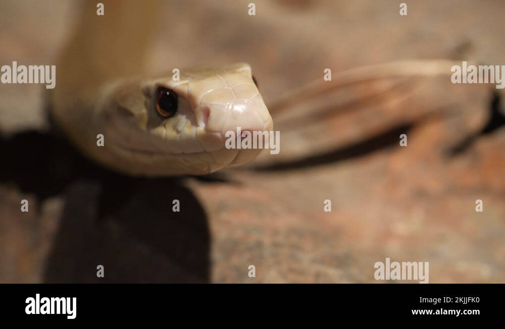 Snake venomous australian reptile Stock Videos & Footage - HD and 4K ...