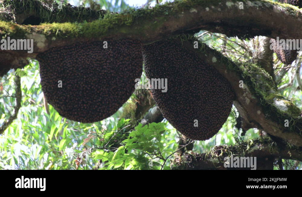 Wild beehive honeycomb tree Stock Videos & Footage - HD and 4K Video ...