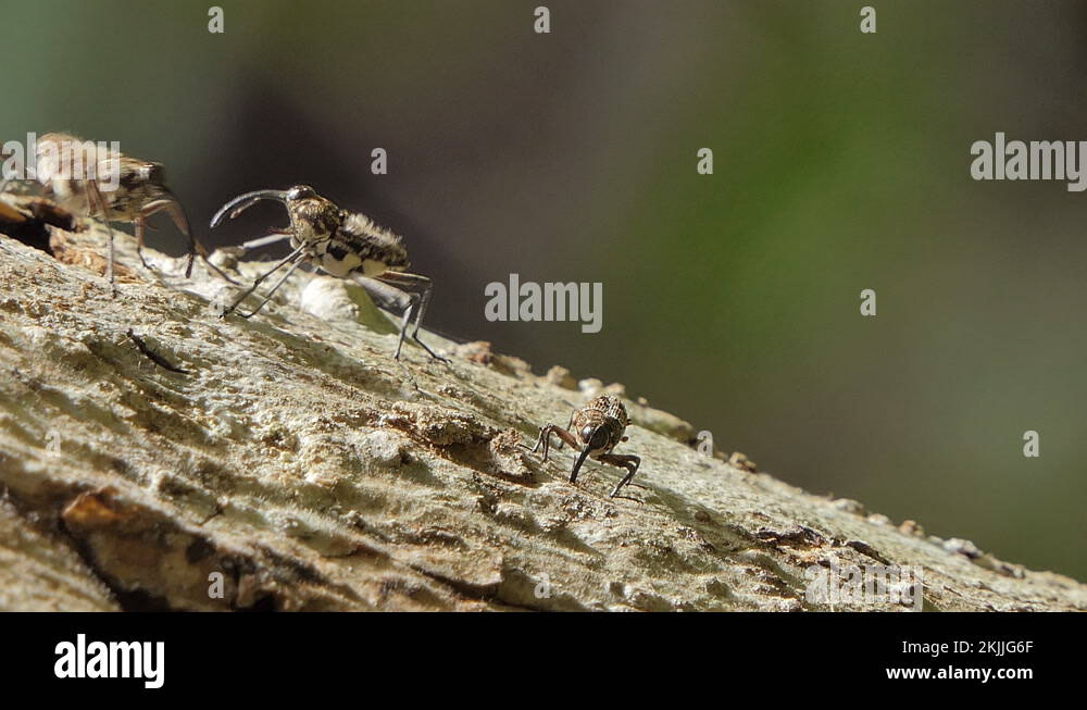 Pin-hole borer beetles in the mating season Stock Video Footage - Alamy