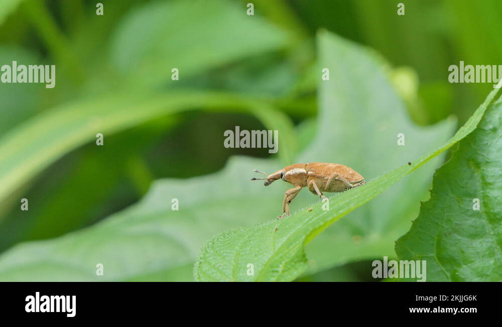 Weevil moth Stock Videos & Footage - HD and 4K Video Clips - Alamy