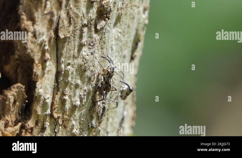 Pin-hole borer beetles in the mating season Stock Video Footage - Alamy