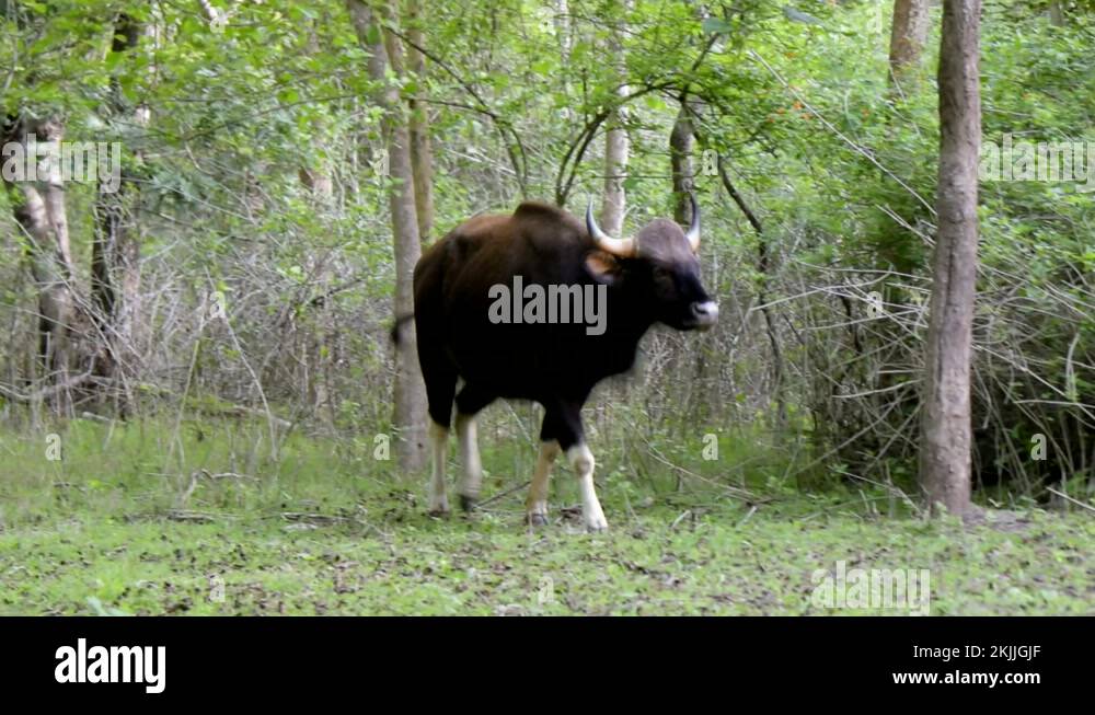Indian bison india Stock Videos & Footage - HD and 4K Video Clips - Alamy