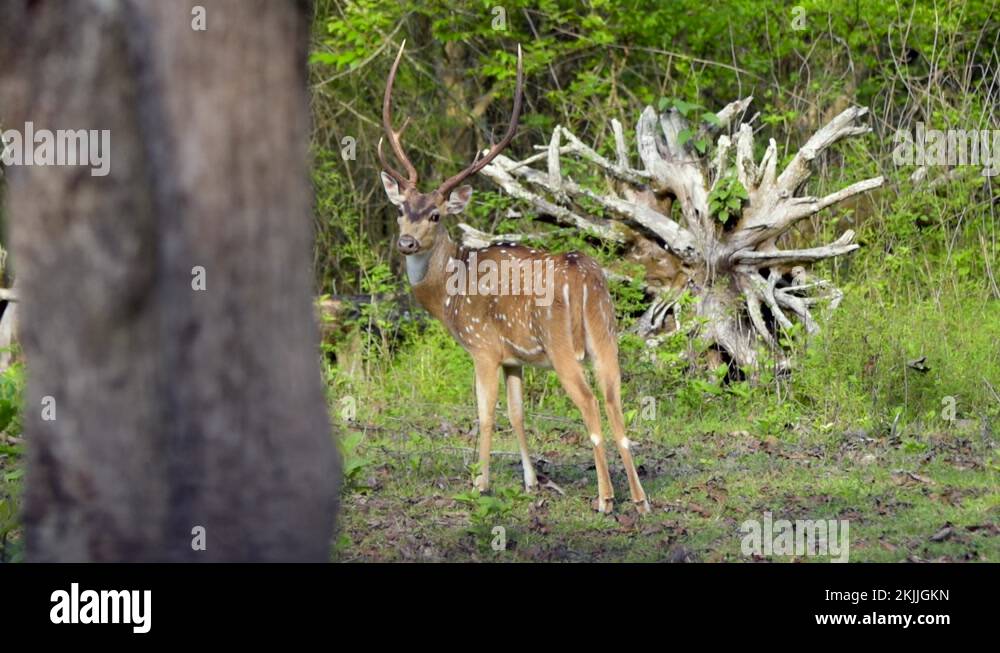Spotted deer stag india Stock Videos & Footage - HD and 4K Video Clips ...