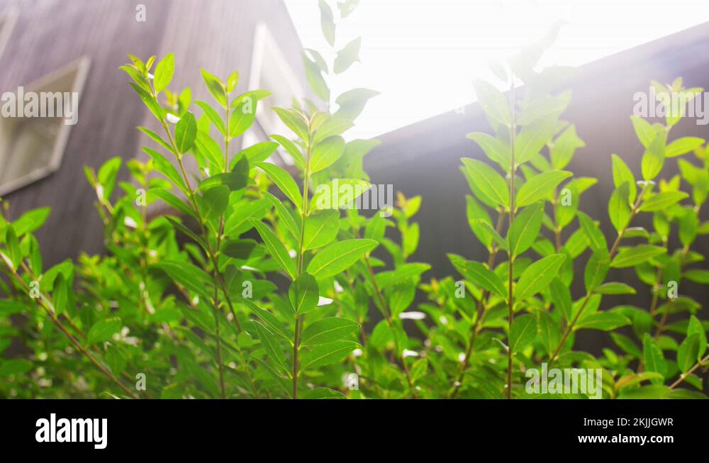 Leaves and garden branches Stock Videos & Footage - HD and 4K Video ...