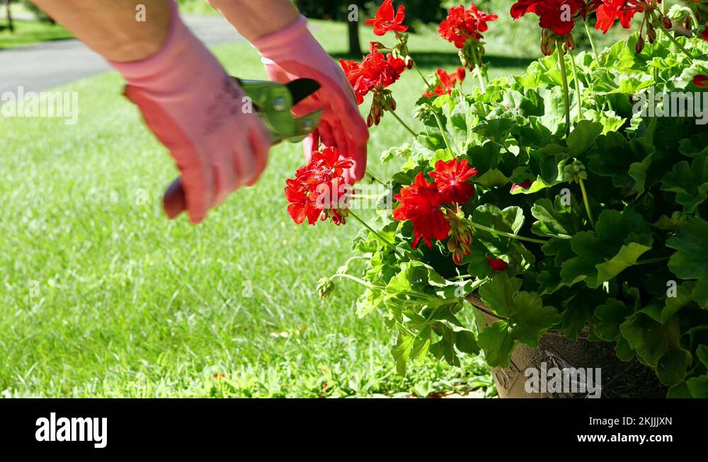 Geranium cutting Stock Videos & Footage - HD and 4K Video Clips - Alamy
