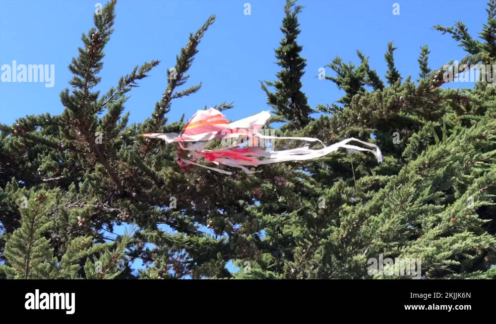 Kite snagged on a tree branch Stock Videos & Footage - HD and 4K Video ...