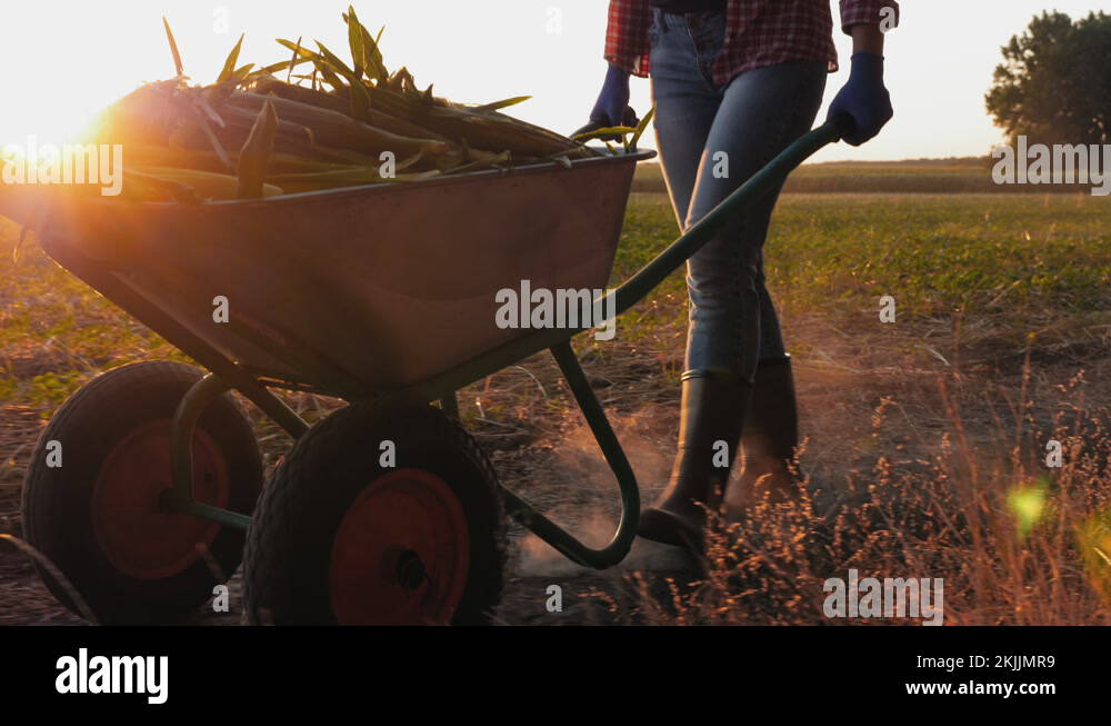 Girl farmer in rubber boots rolls a wheelbarrow full of corn Stock ...