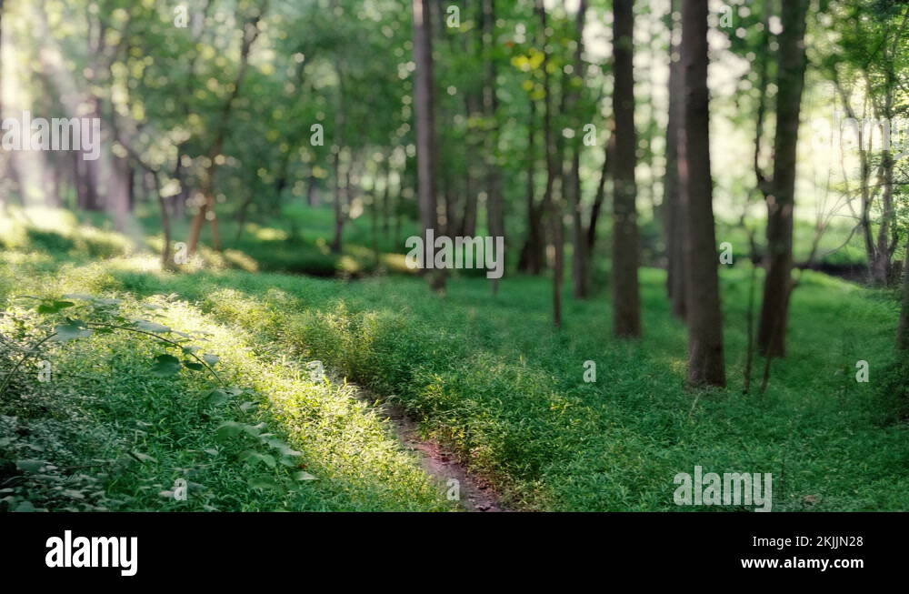 Sun shafts Stock Videos & Footage - HD and 4K Video Clips - Alamy