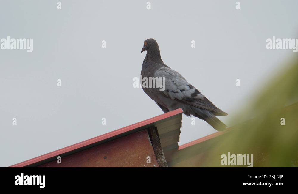 Pigeon bird house Stock Videos & Footage - HD and 4K Video Clips - Alamy