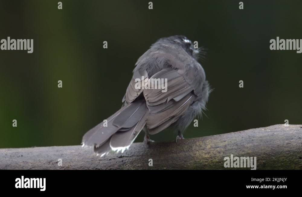 Sabah wildlife Stock Videos & Footage - HD and 4K Video Clips - Alamy