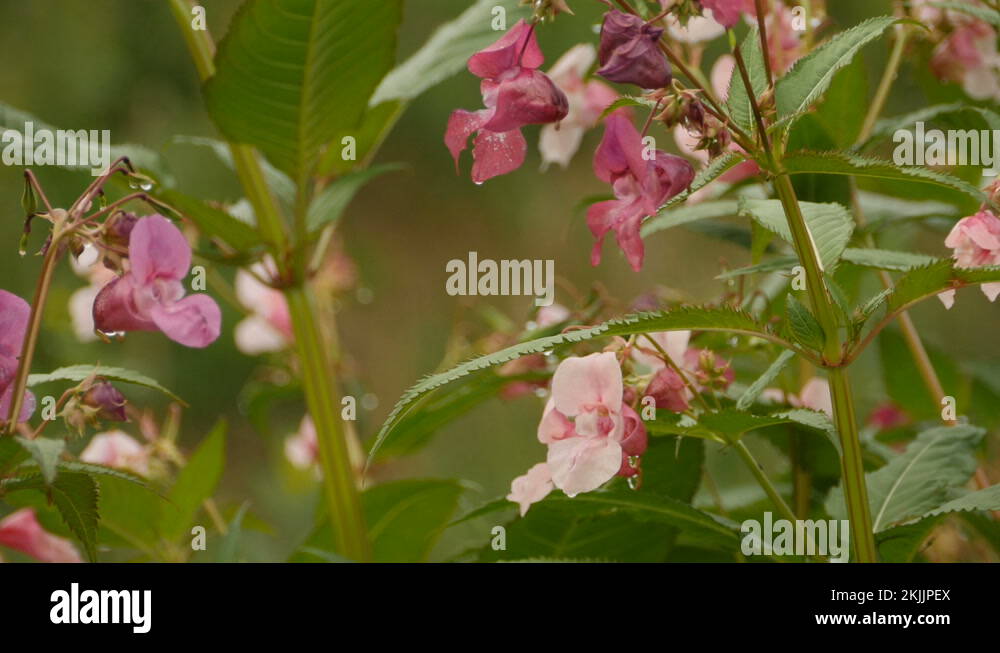 Himalayan balsam Stock Videos & Footage - HD and 4K Video Clips - Alamy