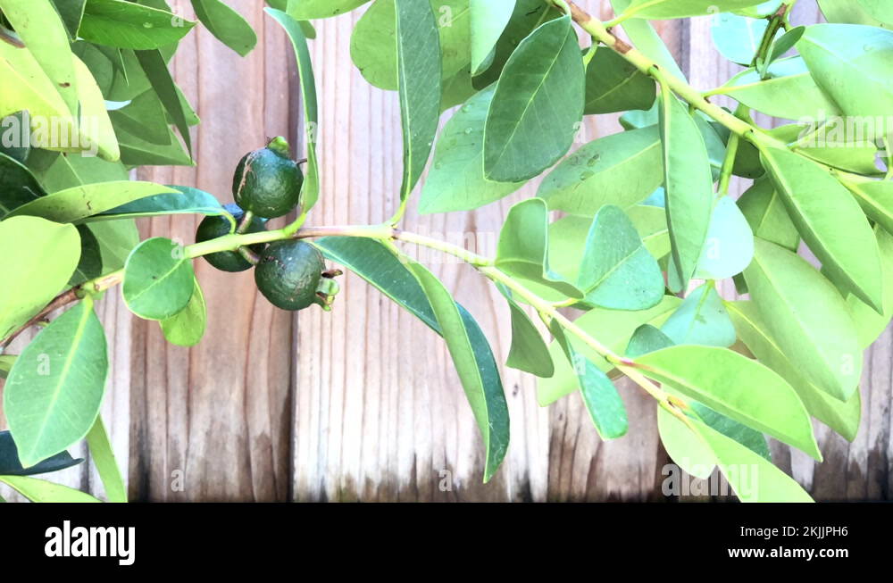 Lemon guava Stock Videos & Footage - HD and 4K Video Clips - Alamy