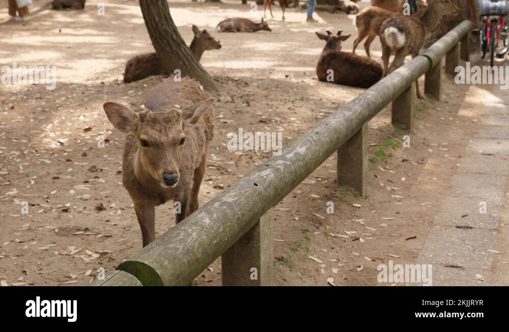 Deer teeth Stock Videos & Footage - HD and 4K Video Clips - Alamy