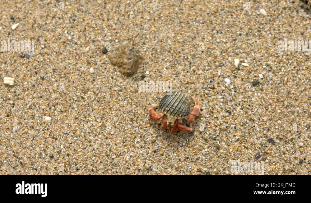 Bad crab Stock Videos & Footage - HD and 4K Video Clips - Alamy