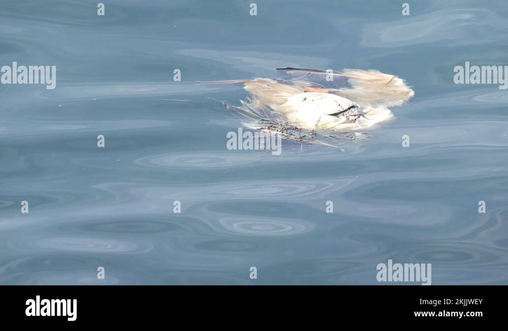Corpse of bird in ocean water. Dead seabird as symbol of environmental ...