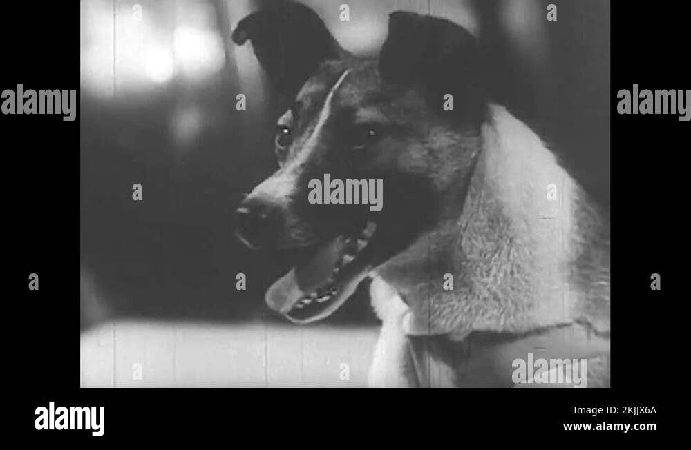 Soviet space dog laika Stock Videos & Footage - HD and 4K Video Clips ...