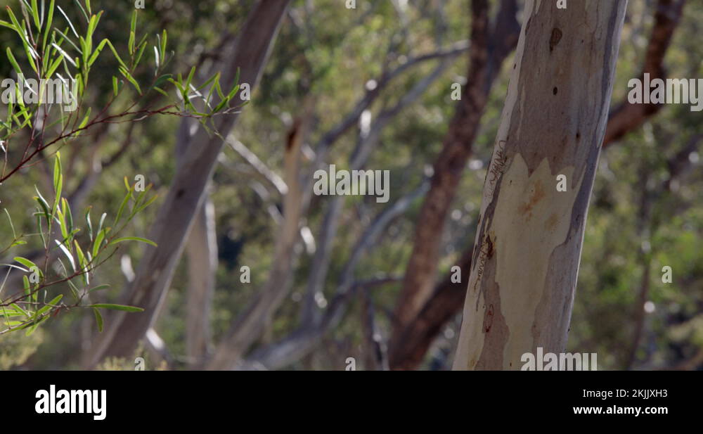 Bushland Stock Videos & Footage - HD and 4K Video Clips - Alamy