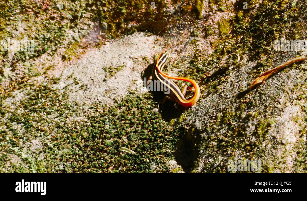 Striped tree skink Stock Videos & Footage - HD and 4K Video Clips - Alamy