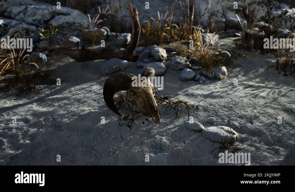 Skull of a dead ram in the desert Stock Video Footage - Alamy