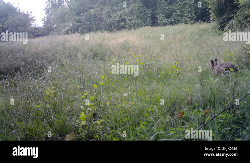 Hare behavior Stock Videos & Footage - HD and 4K Video Clips - Alamy