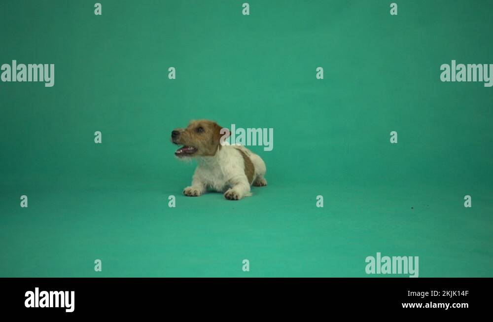 dog lies on the green screen Stock Video Footage - Alamy