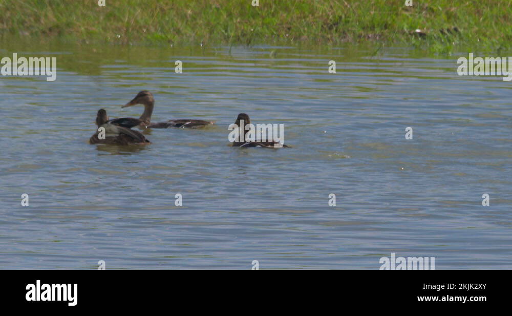 Ducks dive and lunge at each other splashing water with wings slow ...