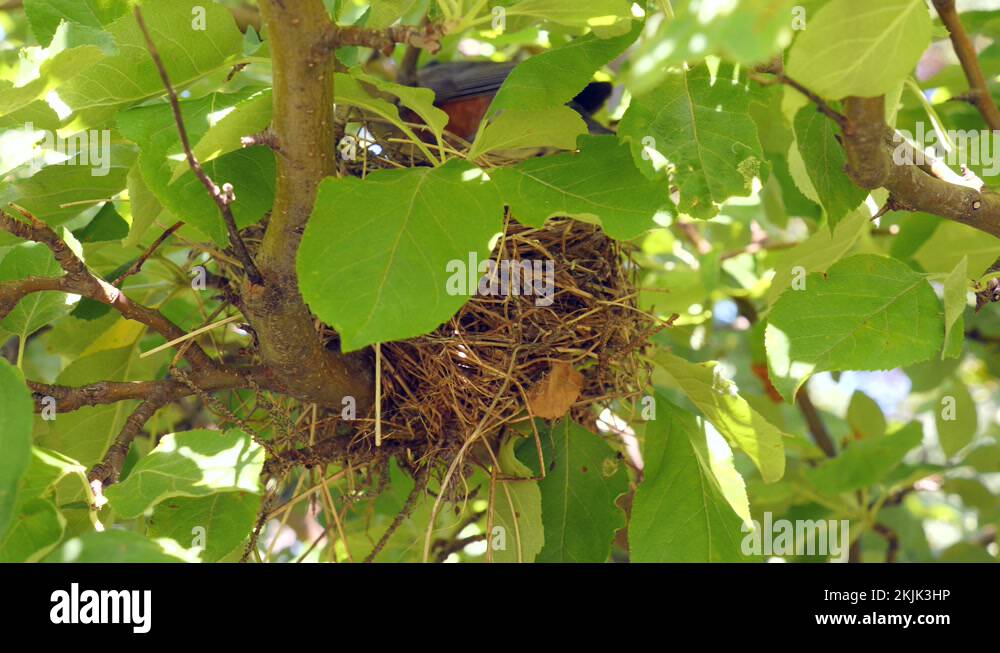 A mother bird hiding in a tree to protect her chicks in the nest Stock ...