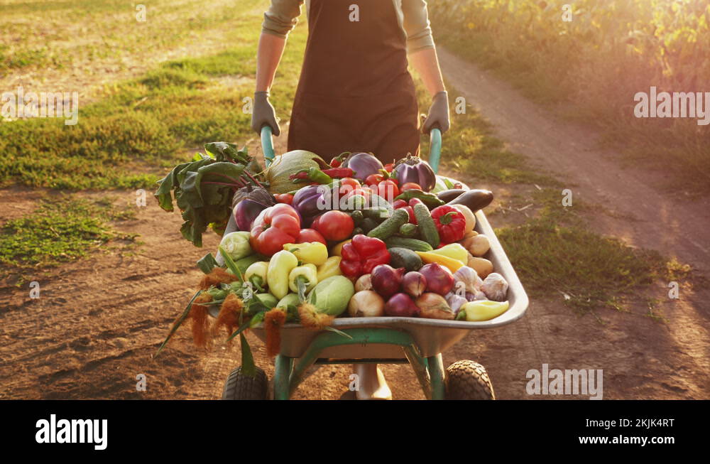 Farmer transports a crop of vegetables in a wheelbarrow Stock Video ...