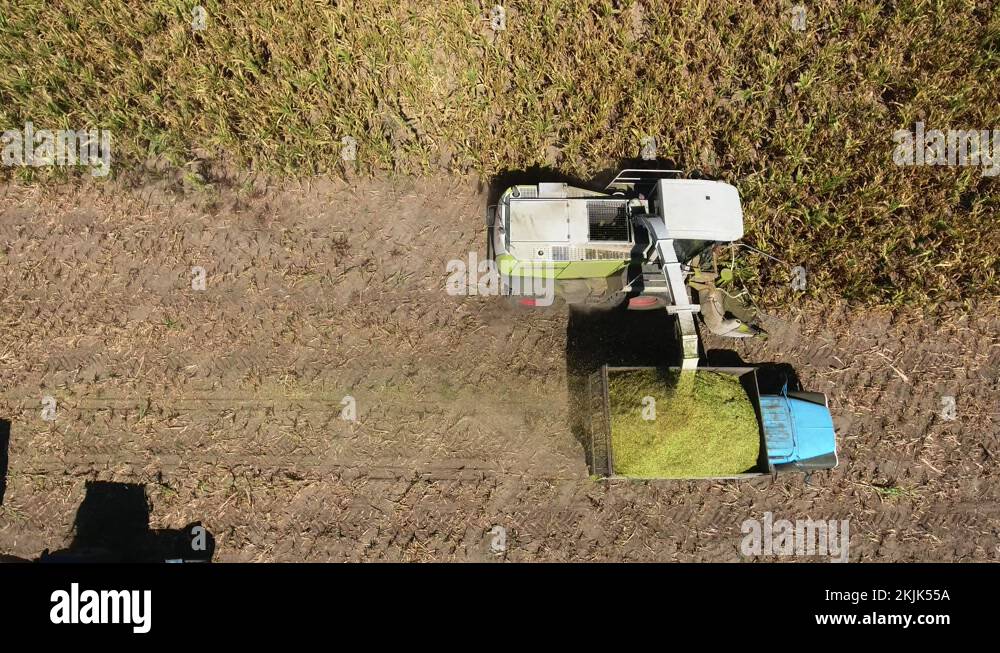 Cutting soybeans Stock Videos & Footage - HD and 4K Video Clips - Alamy