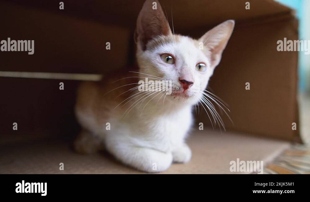 Cat into a box Stock Videos & Footage - HD and 4K Video Clips - Alamy