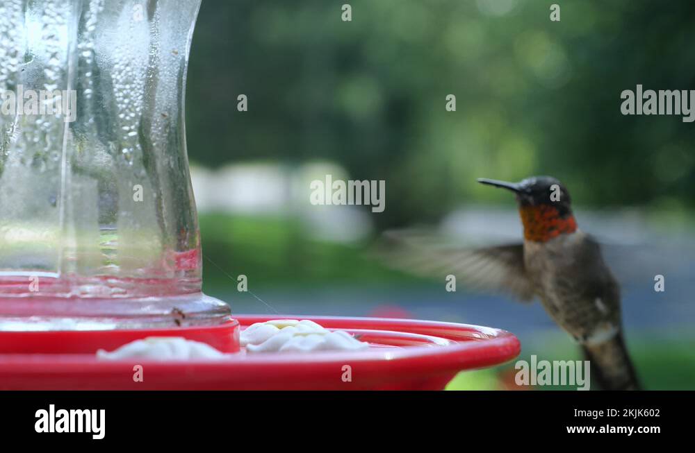 Male archilochus colubris Stock Videos & Footage - HD and 4K Video ...