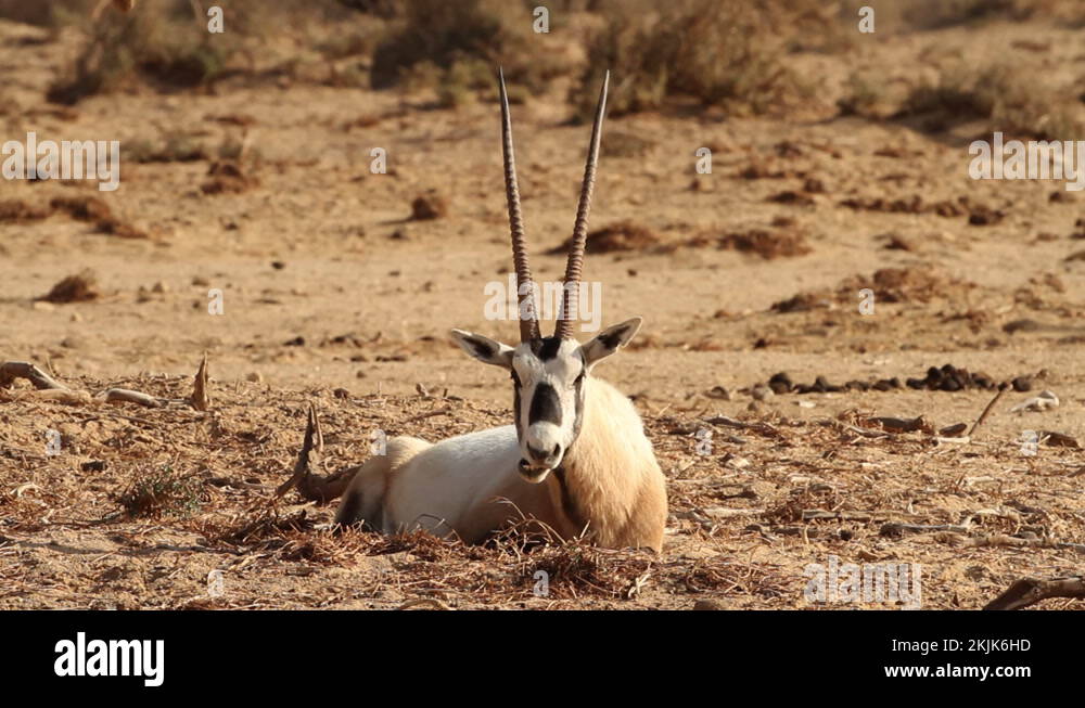 Rumen Stock Videos & Footage - HD and 4K Video Clips - Alamy