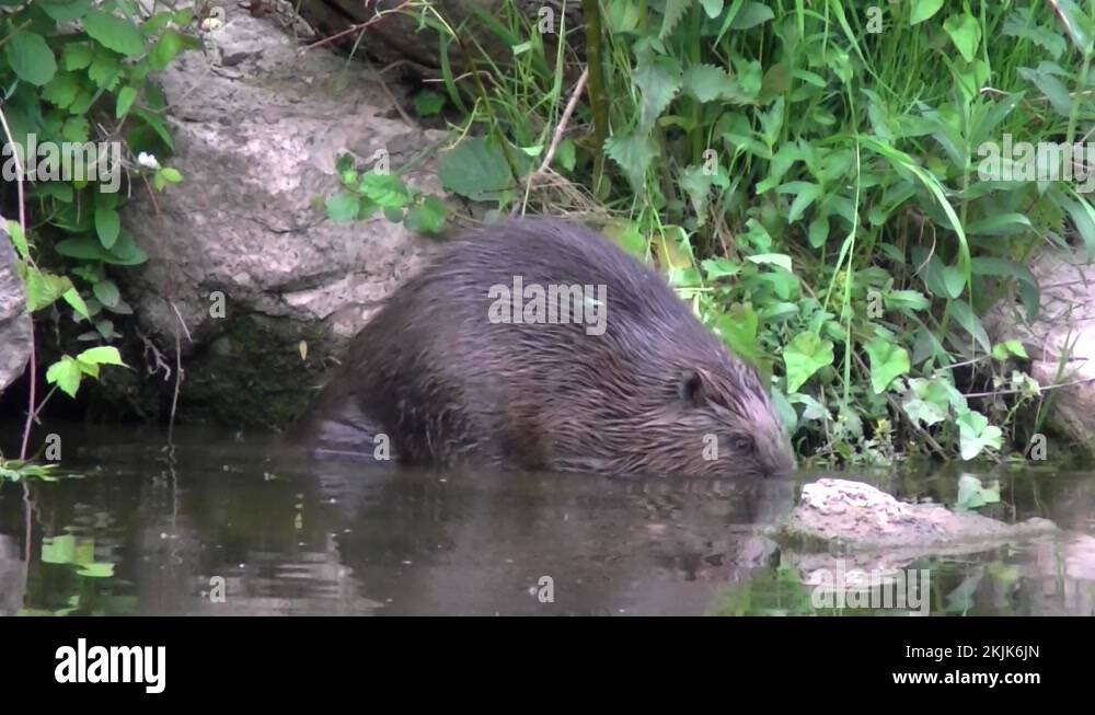 Castor fiber teeth Stock Videos & Footage - HD and 4K Video Clips - Alamy