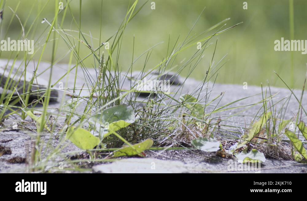 Flying ant day aka Nuptial Flight. Ants with wings coming out Stock ...