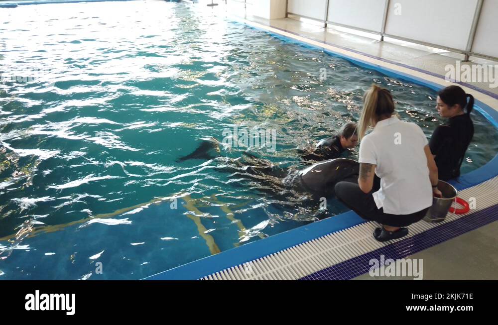 Girls swim with trained dolphin in dolphinarium Stock Video Footage - Alamy