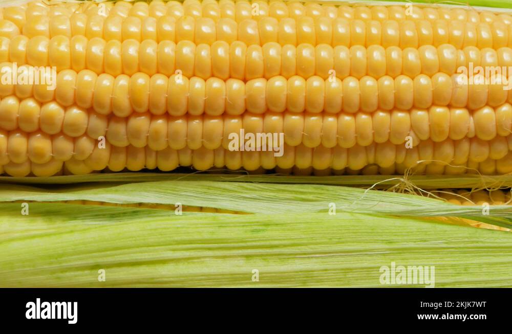Grain of a leaf Stock Videos & Footage - HD and 4K Video Clips - Alamy