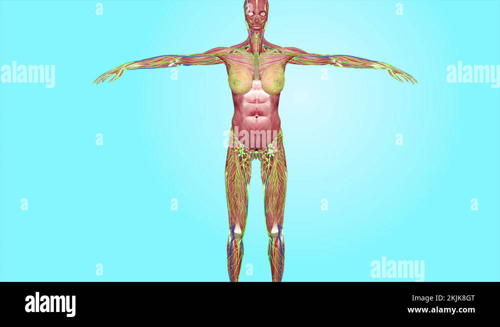 Female body Anatomy Hip Focus Muscles Veins Arteries Lymphatic System ...