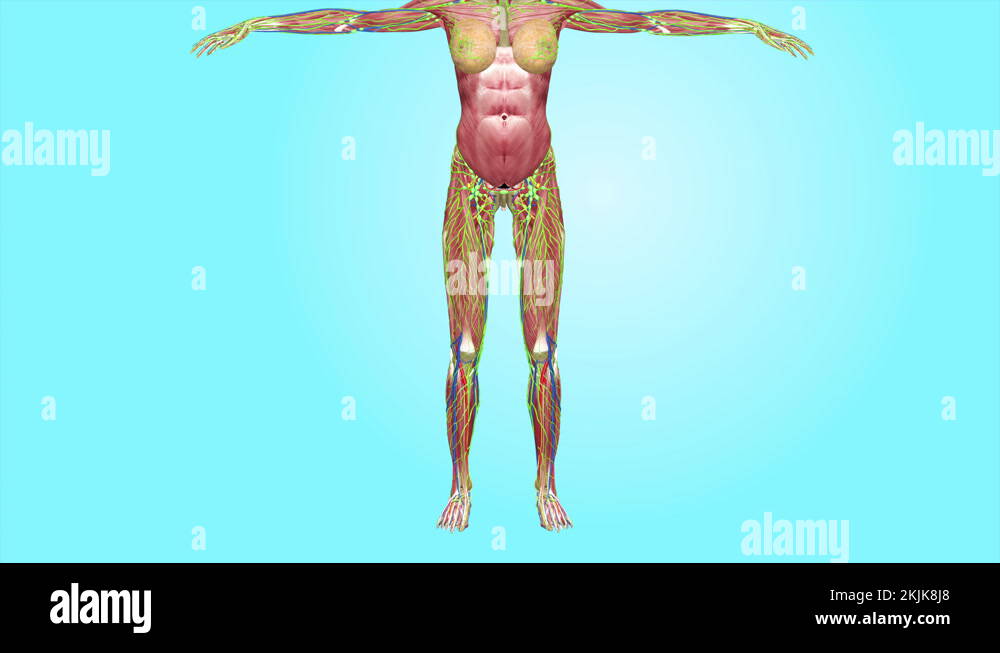 Human body Anatomy Leg Focus Muscles Veins Arteries Lymphatic System ...