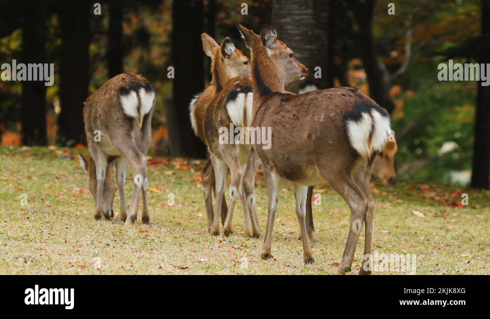 Herd of Sika Deer also known as the spotted deer or the Japanese deer ...
