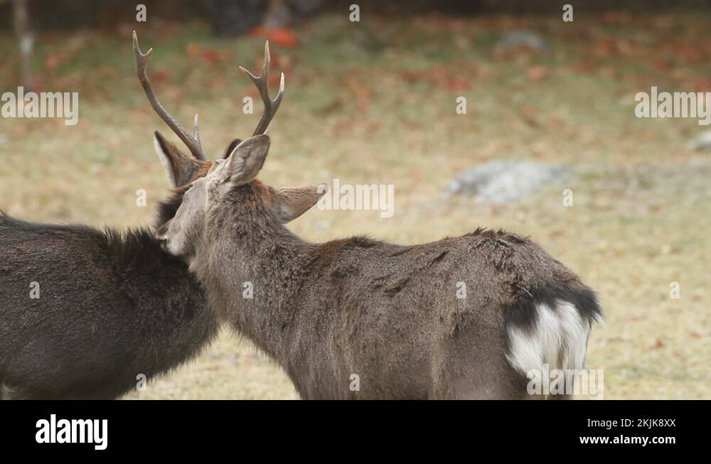 Sika Deer also known as the spotted deer or the Japanese deer grooming ...