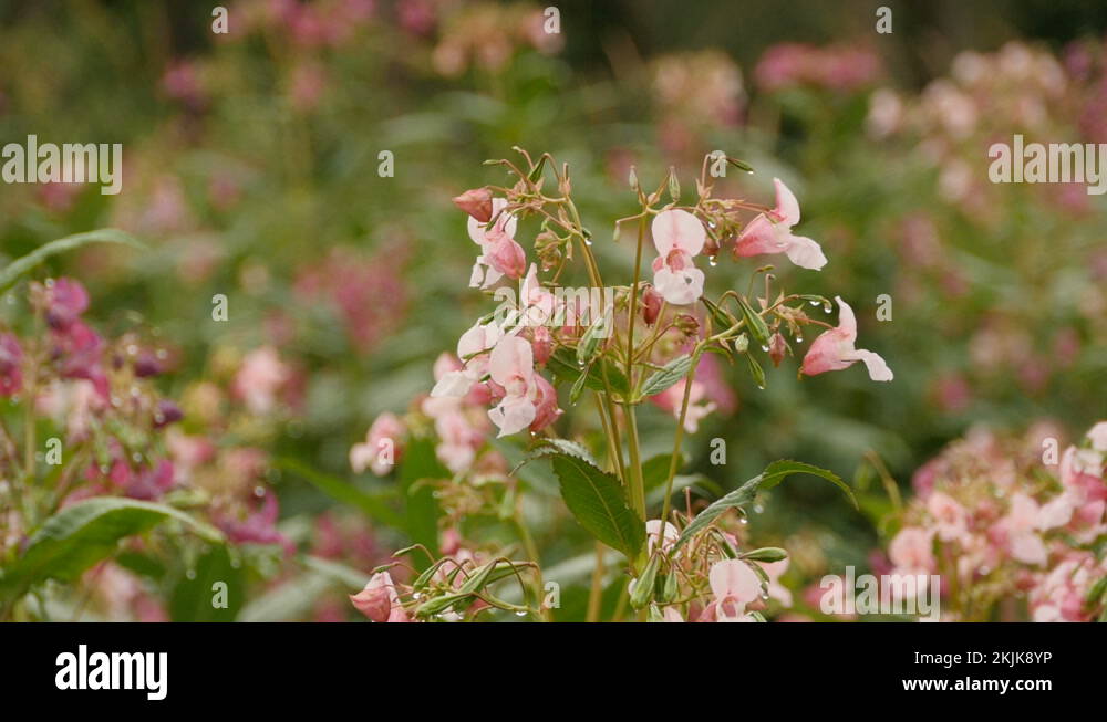 Himalayan balsam flowers Stock Videos & Footage - HD and 4K Video Clips ...